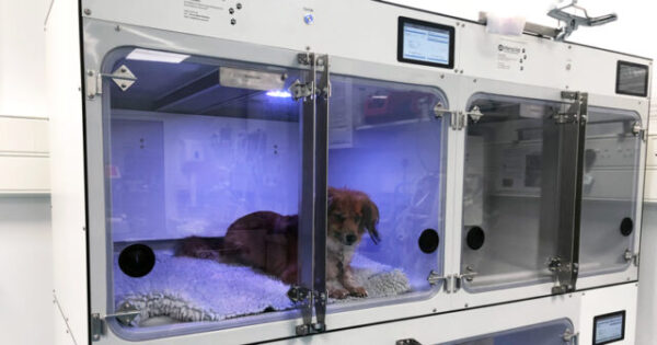 Veterinary ICU Unit - Kalstein